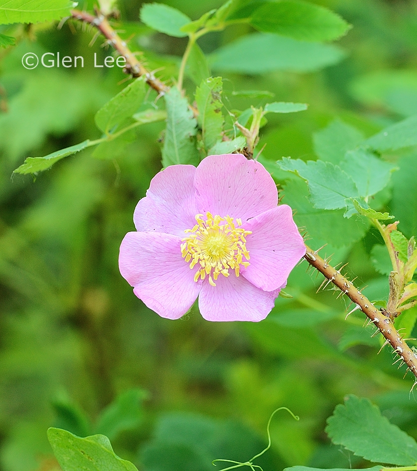 Rosa acicularis photos Saskatchewan Wildflowers